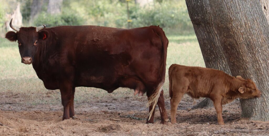 Dexter Cattle And Beef Texas