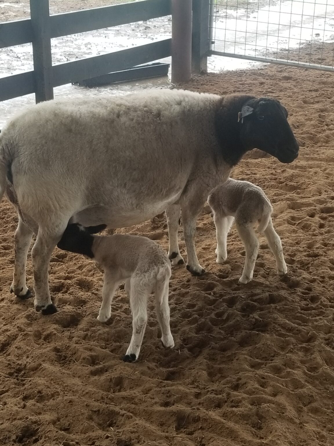 Cattle and Sheep for Sale Texas