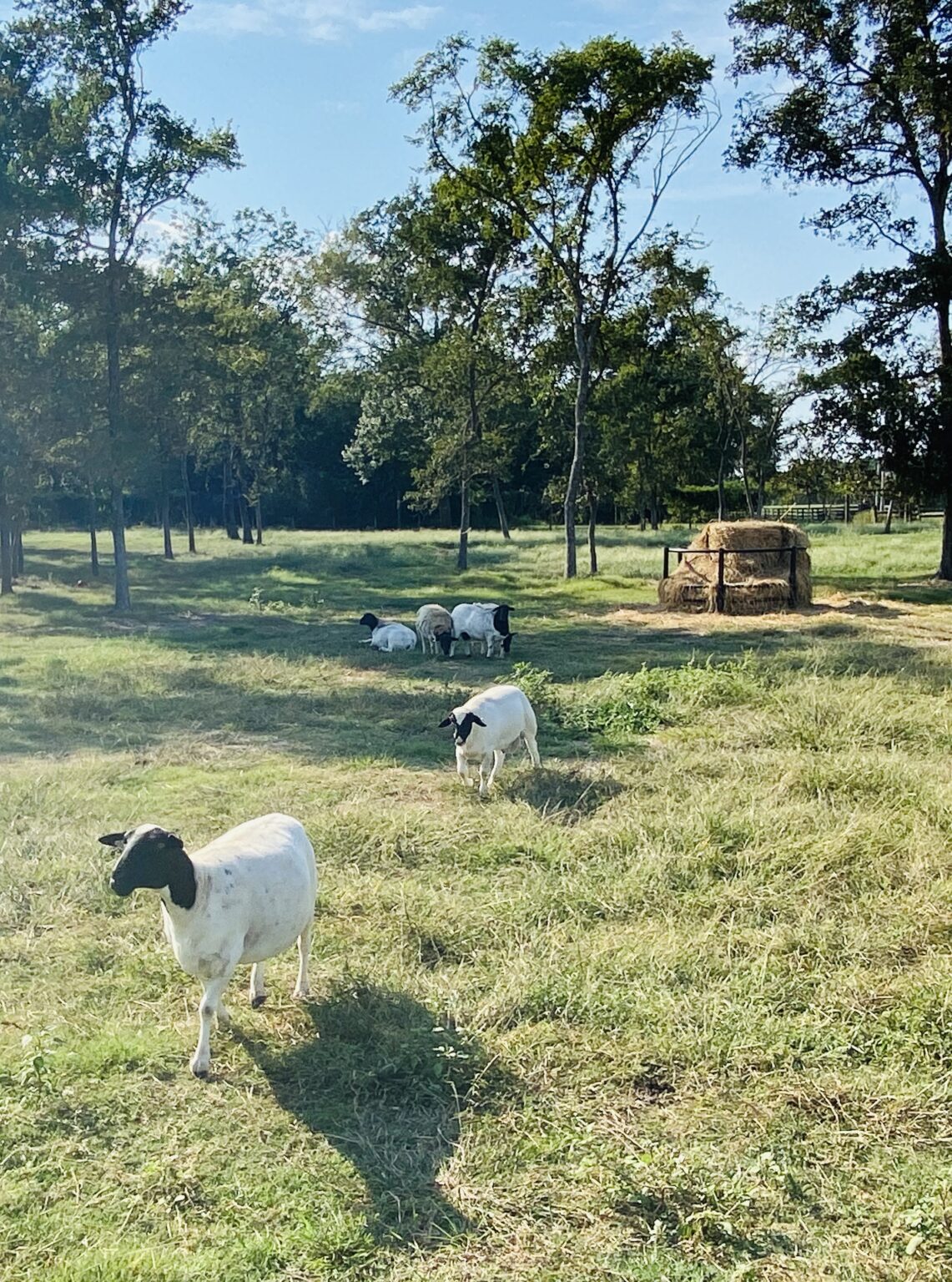 Cattle and Sheep for Sale Texas